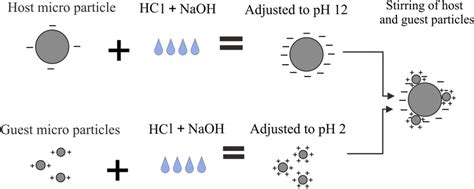 Schematic Diagram Of The Electrostatic Adsorption Process For The