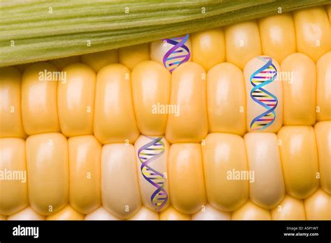 DNA And Corn A Sample Of Genetic Engineered Corn Stock Photo Alamy
