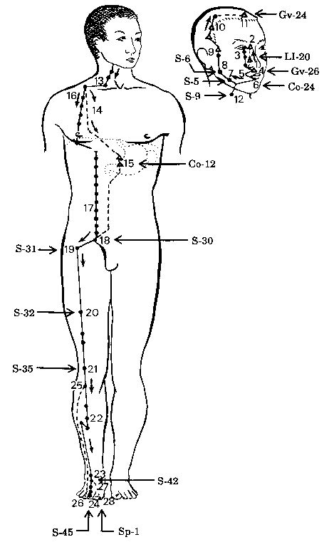 Acupuncture Com Education Theory Stomach Meridian