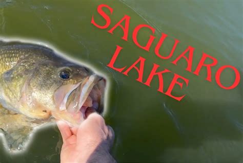 Saguaro Lake Fishing Tips Best Bait And Tackle Guide 🎣