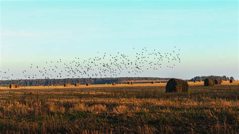 가을 가을 들판 건초 건초더미 경치 경치가 좋은 계절 고요한 골든 아워 광활한 들판 국가 별보기 나무 난색 날으는 넓은 열린 공간 농업 농업적
