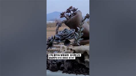 연봉 다육농원 다육아트 다육식물 다육이 식물집사 Youtube