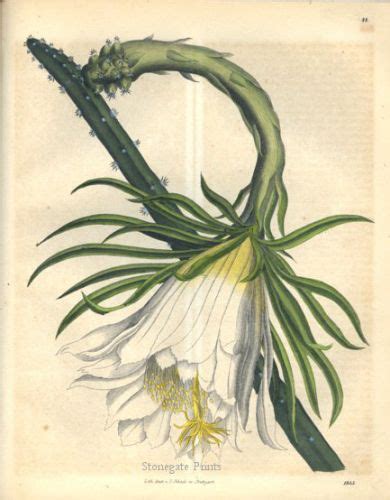 Night Blooming Cereus Drawing