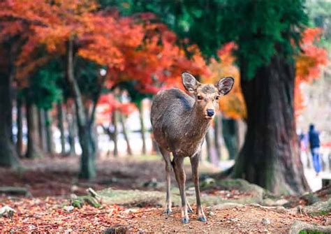 Tokyo Itineraries Spend 1 Day 2 Days 3 Days 4 Days In Tokyo Japan