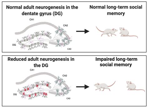 Adult Neurogenesis Role In Social Memory Function Princeton Insights
