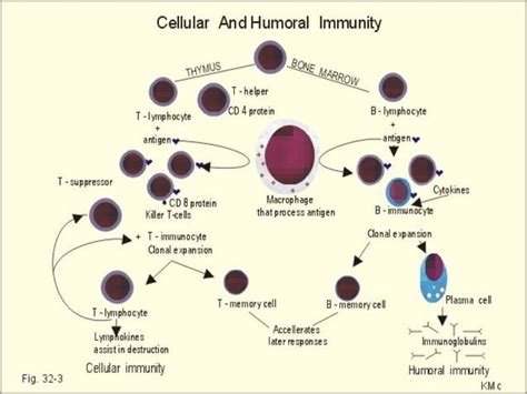 B Cell Immunodeficiency Done By My Lord Jesus Ppt
