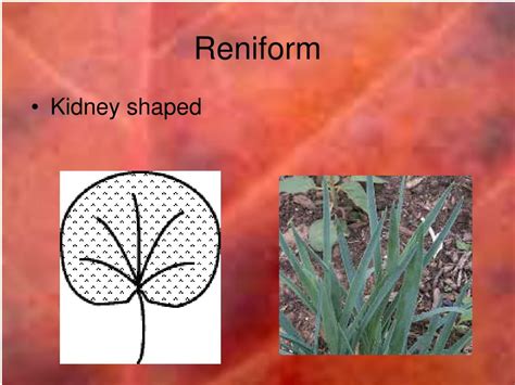 Ppt Leaf Identification Powerpoint Presentation Free Download Id