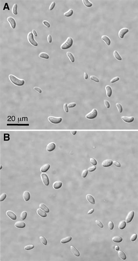 Microconidia Of Fusarium