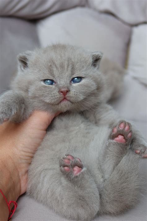 Celinas World Cattery British Shorthair Edinburgh