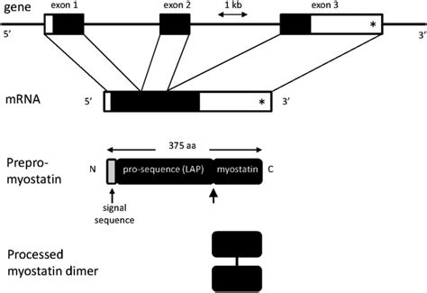 Myostatin Related Muscle Hypertrophy Home