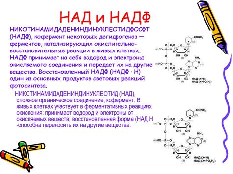 Витамины. Классификация витаминов - презентация онлайн