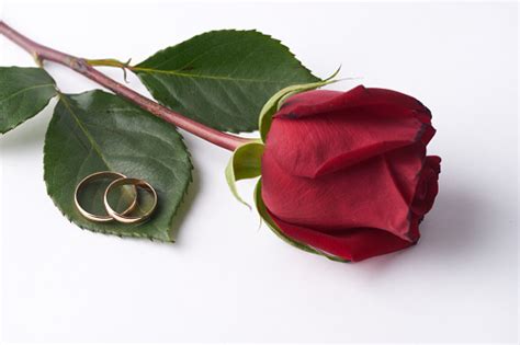 아름 다운 로맨틱 2 골드 결혼 반지와 빨간 로즈 흰색 배경에 고립 결혼 의식에 대한 스톡 사진 및 기타 이미지 결혼 의식