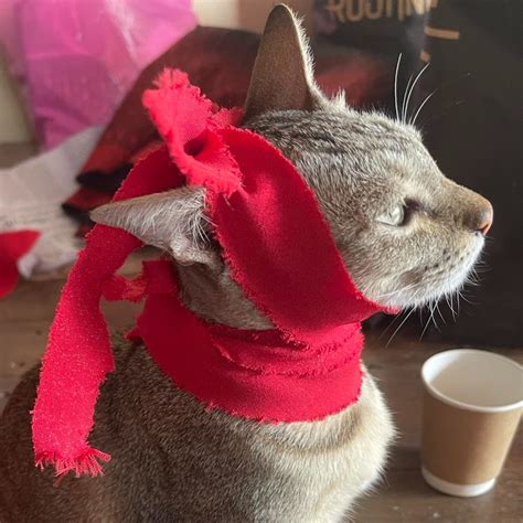 The Kitty Corner Youtube