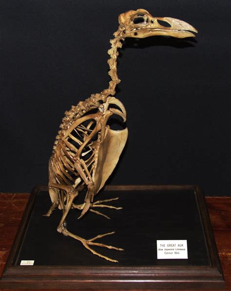 Great Auk Skeletons Uk