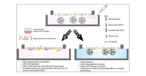 Nucleic Acid Loaded Lipid Nanoparticle Interactions With Model