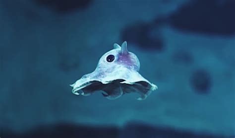 Strange Never Before Seen Sea Creatures Discovered 20 000 Feet Under