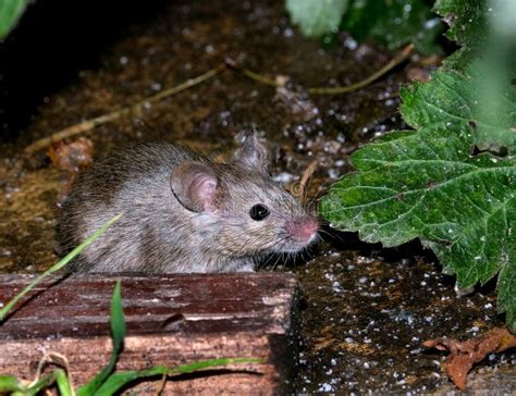 Mouse In Hiding Stock Image Image Of Danger Control