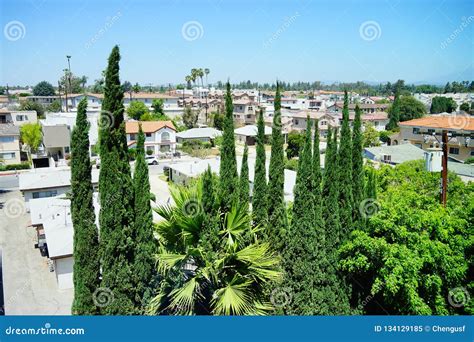 Italian Cypress Evergreen Trees Of California Stock Image Image Of