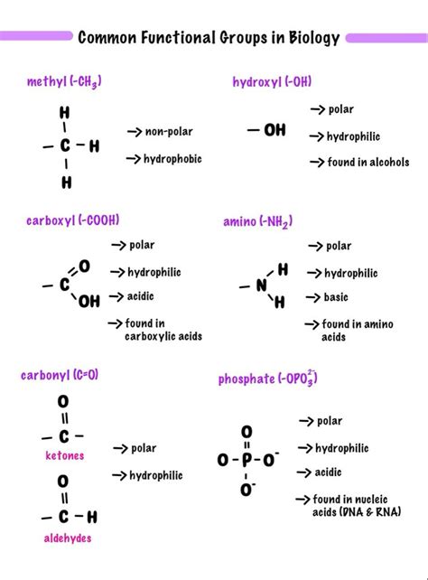 Functional Groups Biology