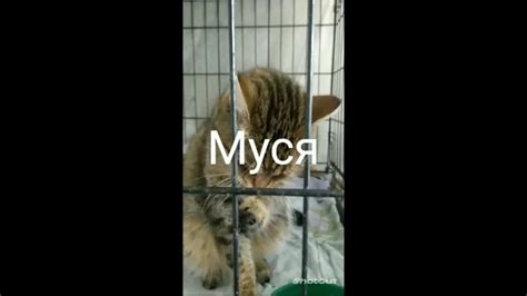 Ох, какая же я- чистюля! Два раза в день я ухаживаю за своей серой ...
