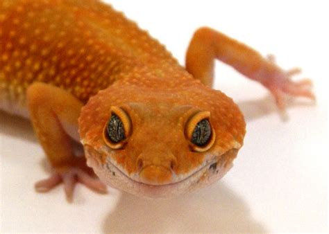 Baldy Балди Клуб любителей пятнистых эублефаров