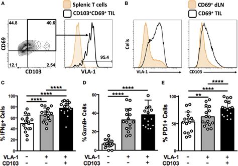 Vla 1 Expressing Ot 1 Til Are Resident Memory Cells That Are Highly
