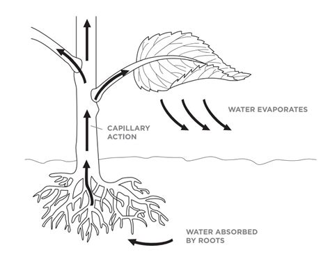 Capillary Action In Plants A Guide For Optimal Water Transport Plant