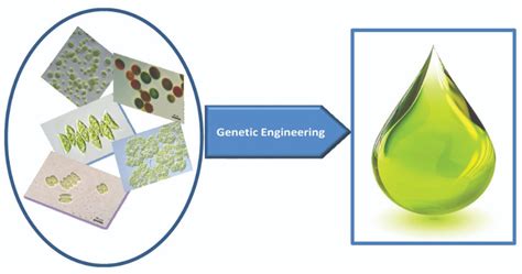 Genetic Engineering Of Microalgae For Biofuels Production Lifeasible