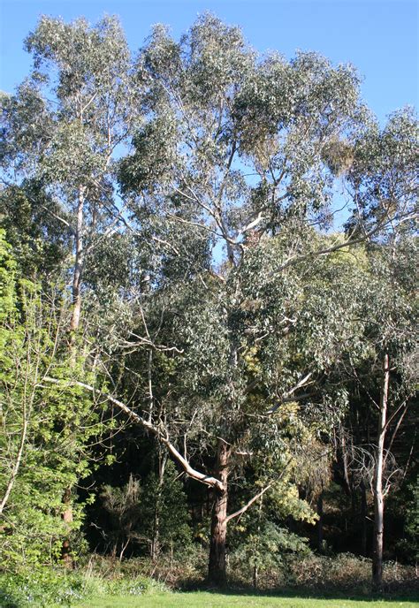 Eucalyptus Ovata Var Ovata Yarra Ranges Local Plant Directory