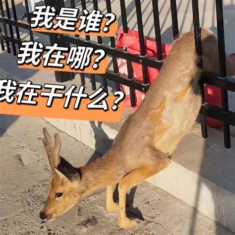 怎么回事？被蓝朋友救出后，它竟然空洞又迷茫救援保护动物