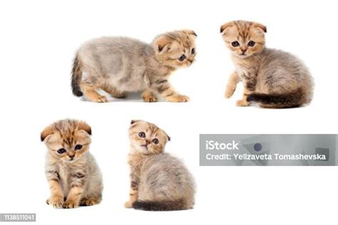 슬픈 아주 작은 무성 한 새끼 고양이 스코틀랜드 배 흰색 고립 된 배경 벗 겨 지는 아픈 눈으로 갈고리 발톱에 대한 스톡 사진