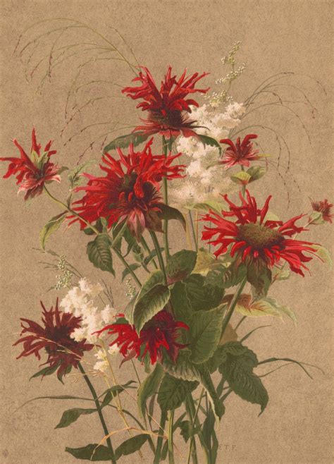 Balm And Spirea Artvee