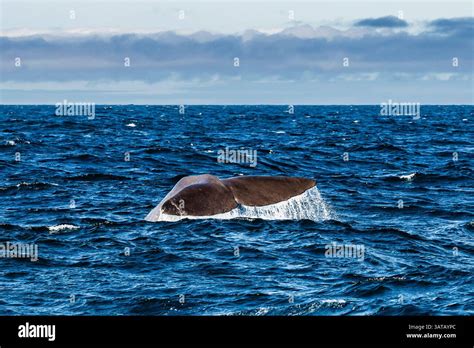 Sperm Whale Physeter Macrocephalus Tail As It Dives In The Pacific