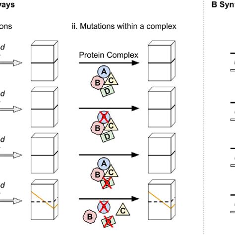 Modular Redundancy In Division Plane Orientation Inspired By Zinovyev Download Scientific