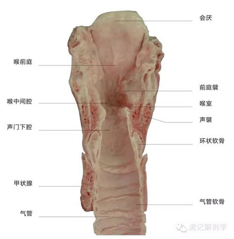 速記解剖歌訣及注釋超級精華呼吸系統 每日頭條