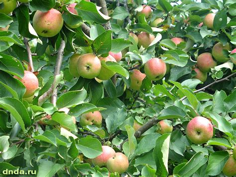 Яблоки на ветках Дневник дачника
