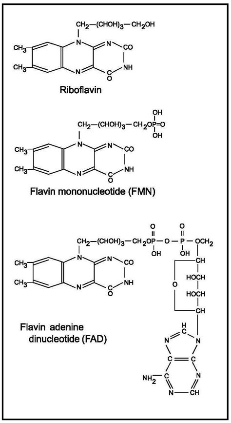 Nutritional Assessment Riboflavin