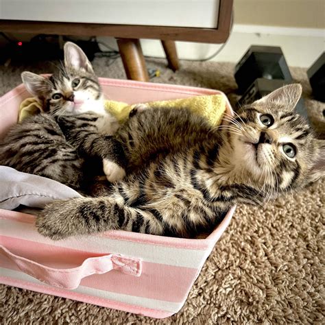 Pip And Elvis Are Still Smol Enough To Share Cuddles In This Tiny