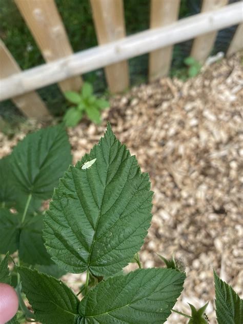 Bugs On Raspberry Bushes R Gardening