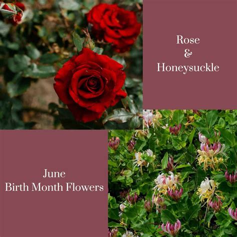 Month Of June Flower