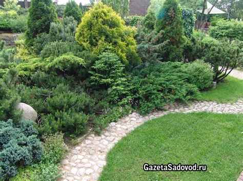 Хвойные растения в саду Озеленение для укрытия от любопытных глаз Дизайн озеленение Идеи