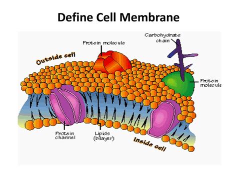 Cell Unit Review Ppt Download