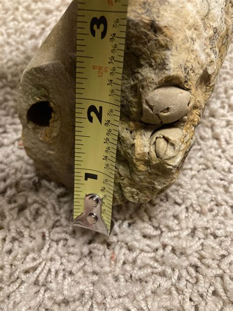 Help Is This A Fossil Tubular In Shape With These Oblong Egg Shaped Help Is This A Fossil Tubular In Shape With These Oblong Egg Shaped