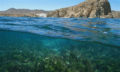 Seagrasses More Than A Blue Carbon Solution Ocean Generation