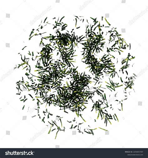 Wild Field Grass Top View Isolated Stock Illustration 2254057707 Shutterstock