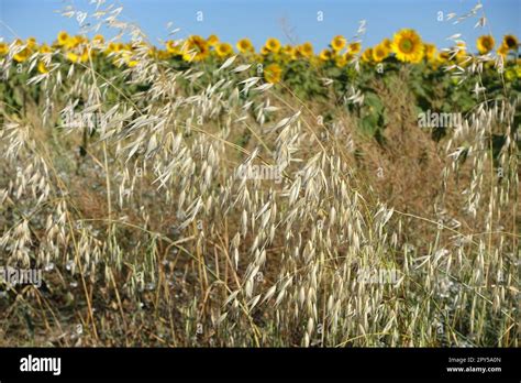 Oat Plant Dried Oat Plant Close Up Oats From Cereal Varieties Stock