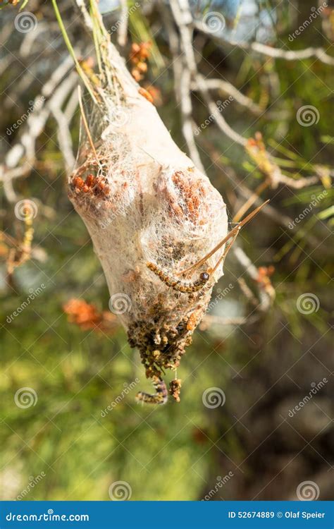 Large Oak Processionary Moth Nest In Procession On An Oak Tree Royalty