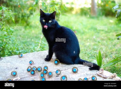 Toxoplasma Gondii Awareness Conceptual Image 3d Illustration Showing Oocysts Of Toxoplasma