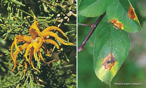Cedar Apple Rust Aspen Tree Expert Co Inc