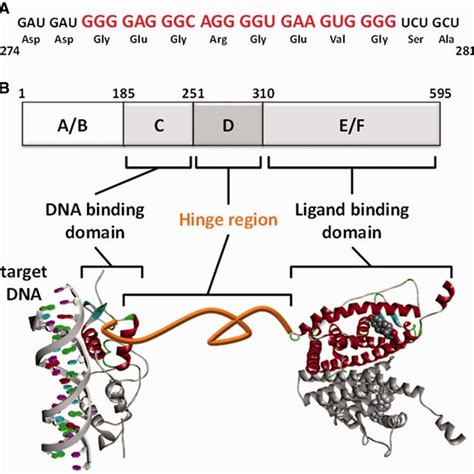 QFP sequence derived from hERα mRNA A QFP sequence in the ORF of Download Scientific Diagram